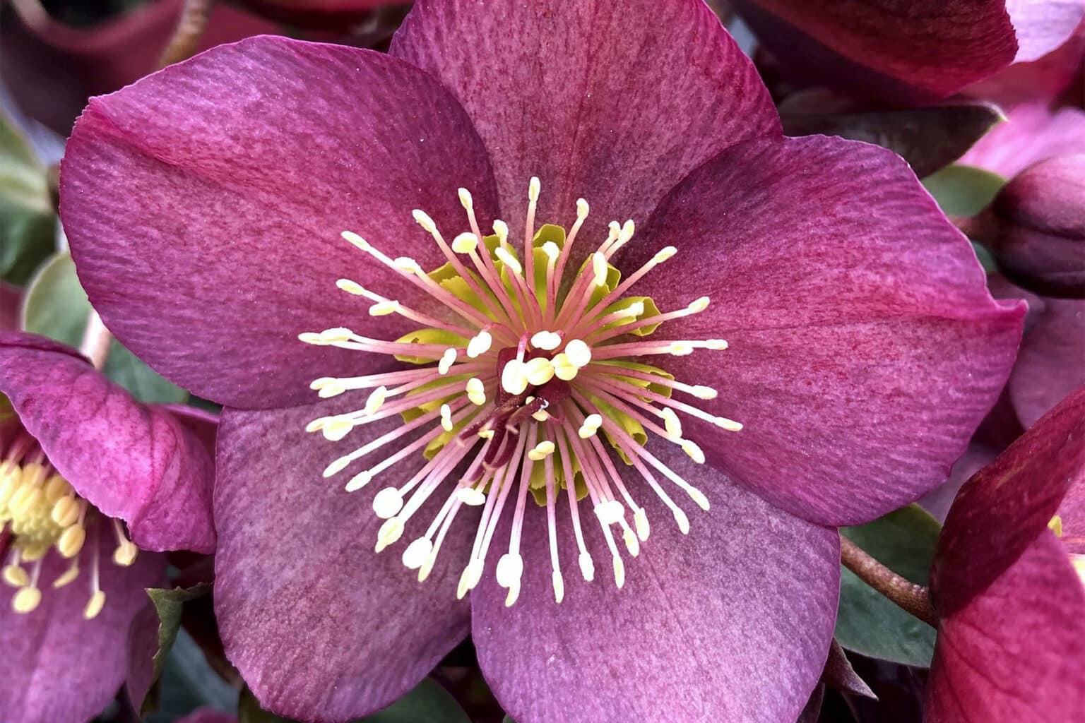 Embrace Spring with Hellebore: A Guide to Growing Lenten Roses - Baxter ...