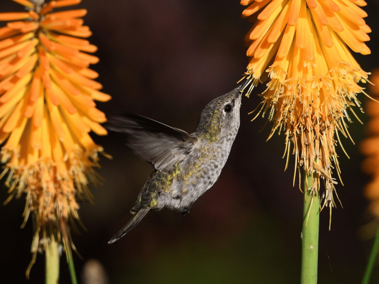 Best Plants for a Hummingbird Garden in St. Louis - Baxter Gardens